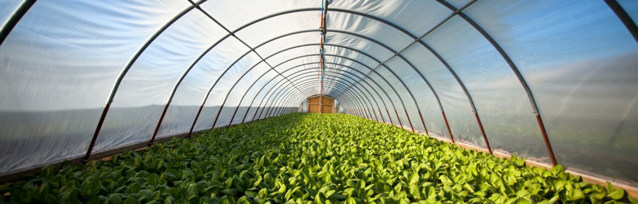 Your Agrigenomics partner for Animal and Plant breeding projects